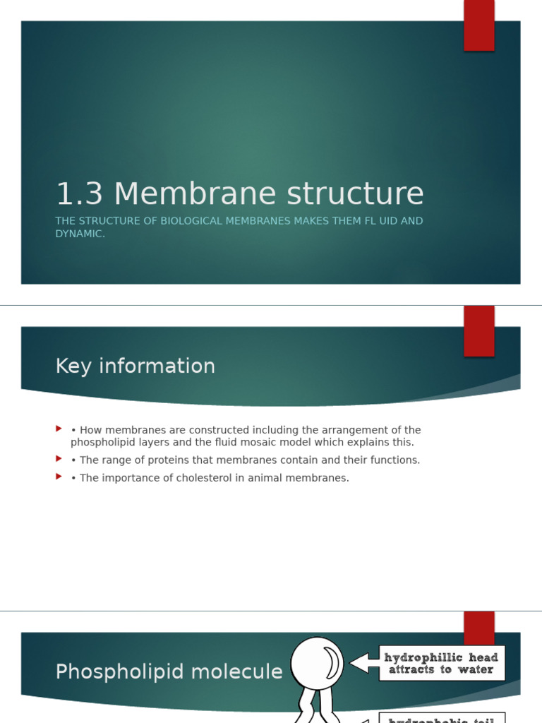 1.3 Membrane Structure: The Structure of Biological Membranes Makes ...
