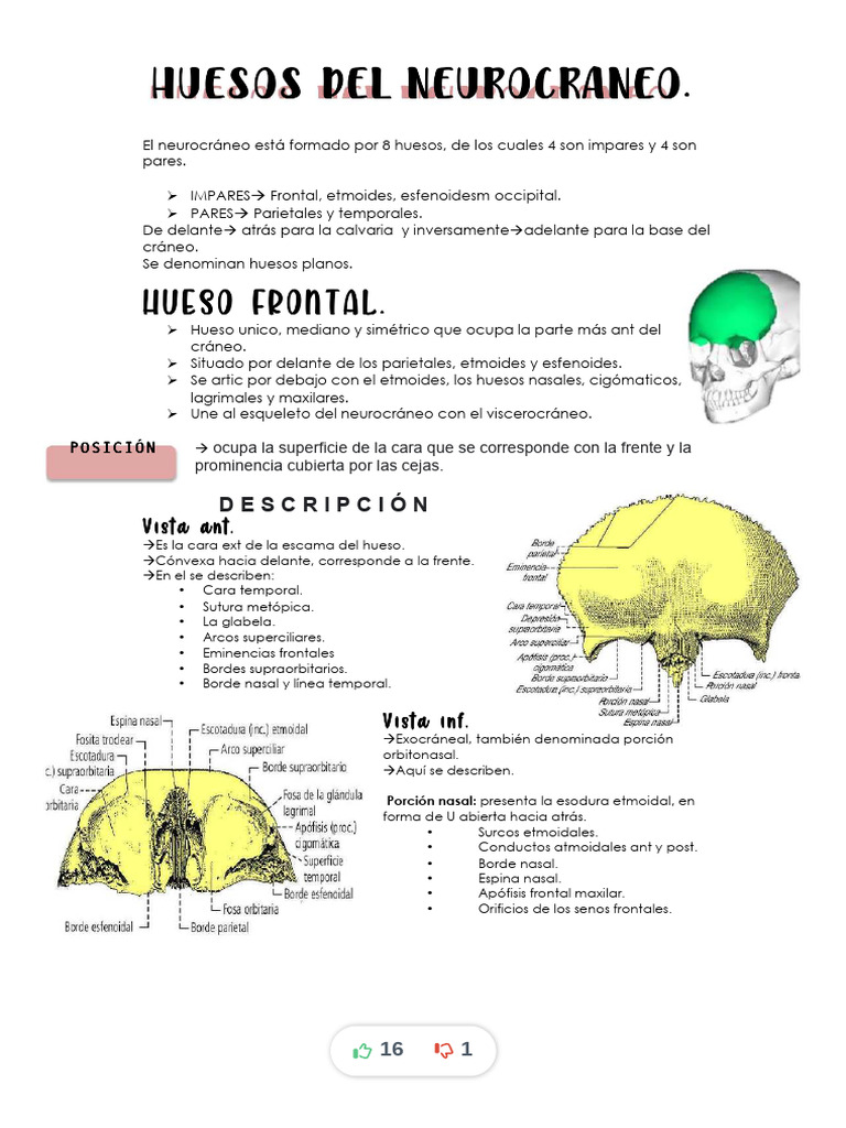 Anatomía del Neurocráneo: Huesos y Estructura | PDF | Cráneo | Cabeza y ...
