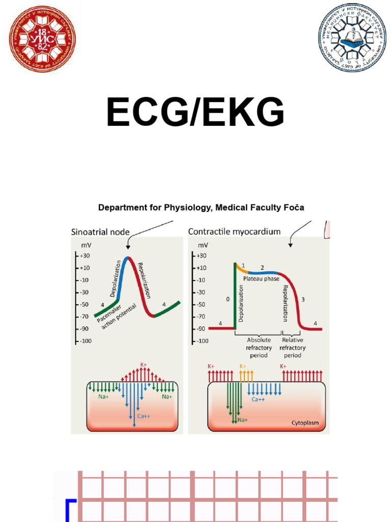 ECG Presentation (1. Part) | PDF