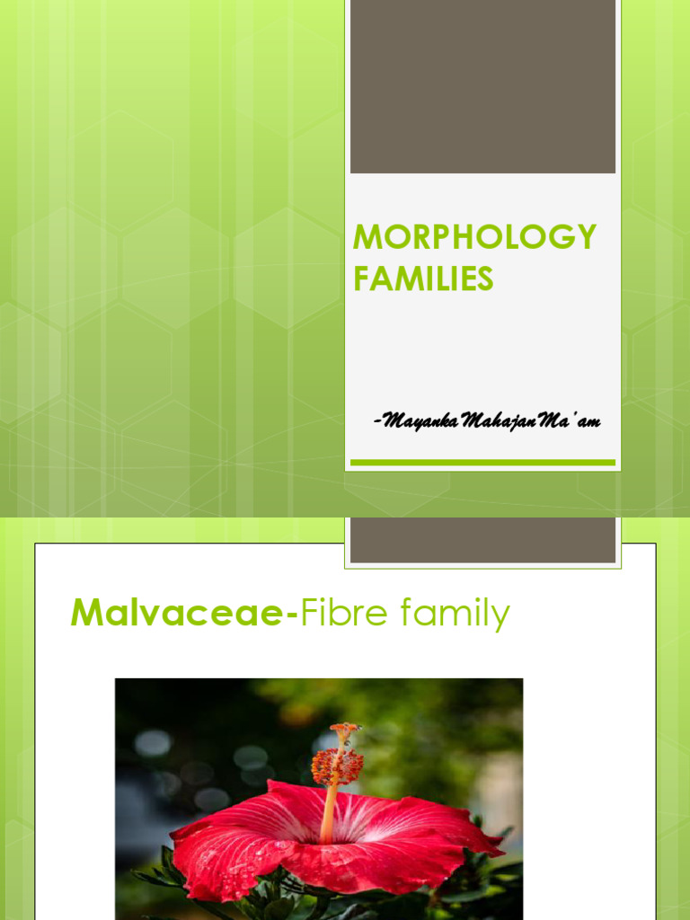 Morphology Familes - Mayanka Maam | PDF