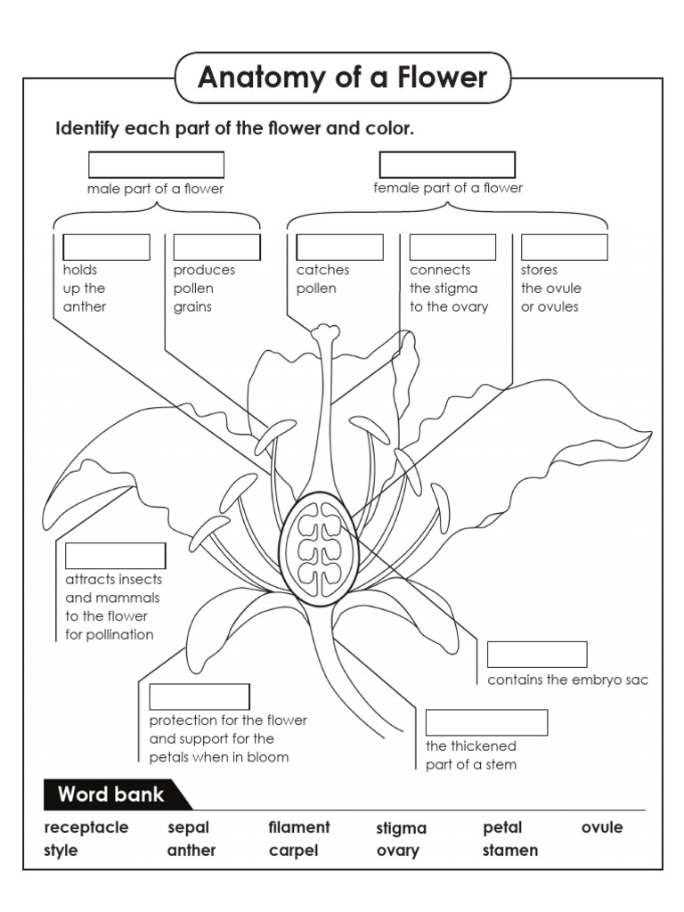 Flower Anatomy Fillblank | PDF