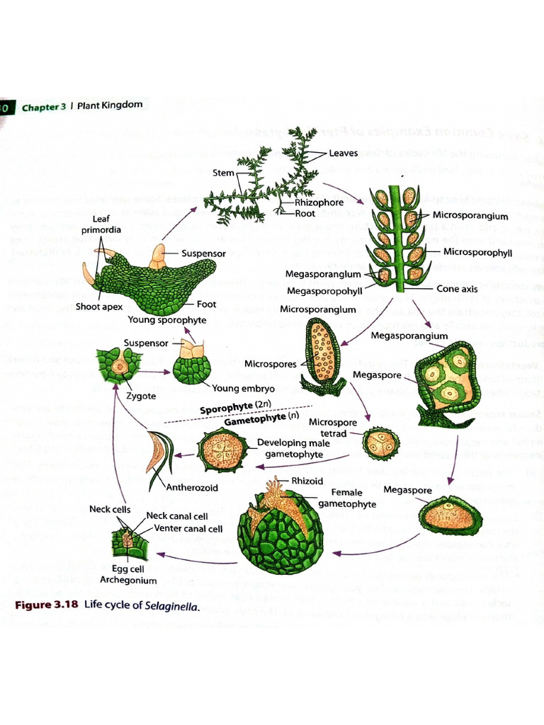 Pterodophytes Life Cycle and Bryophytes Life Cycle | PDF