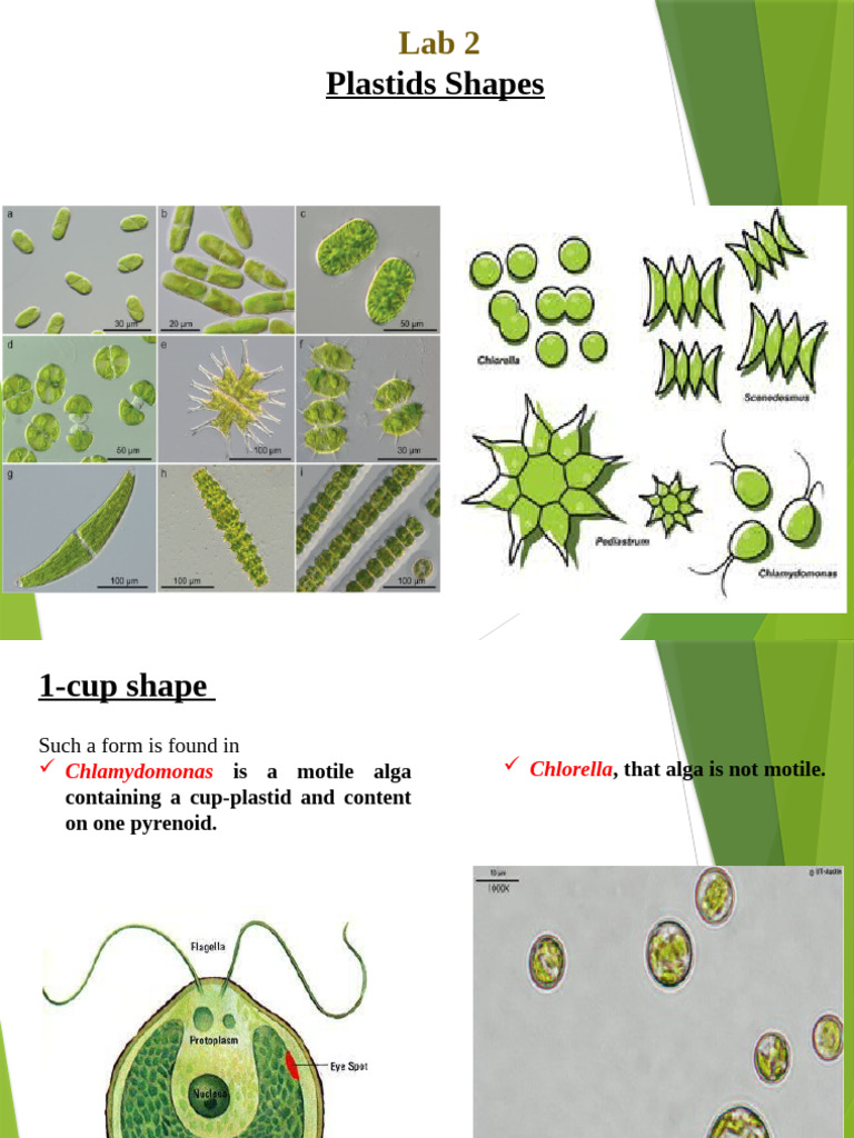 Lab 2 - Plastide Shape | PDF