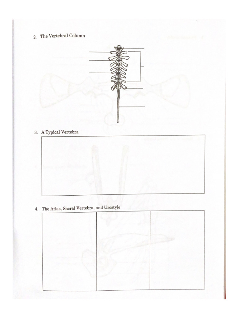 The Vertebral Column | PDF