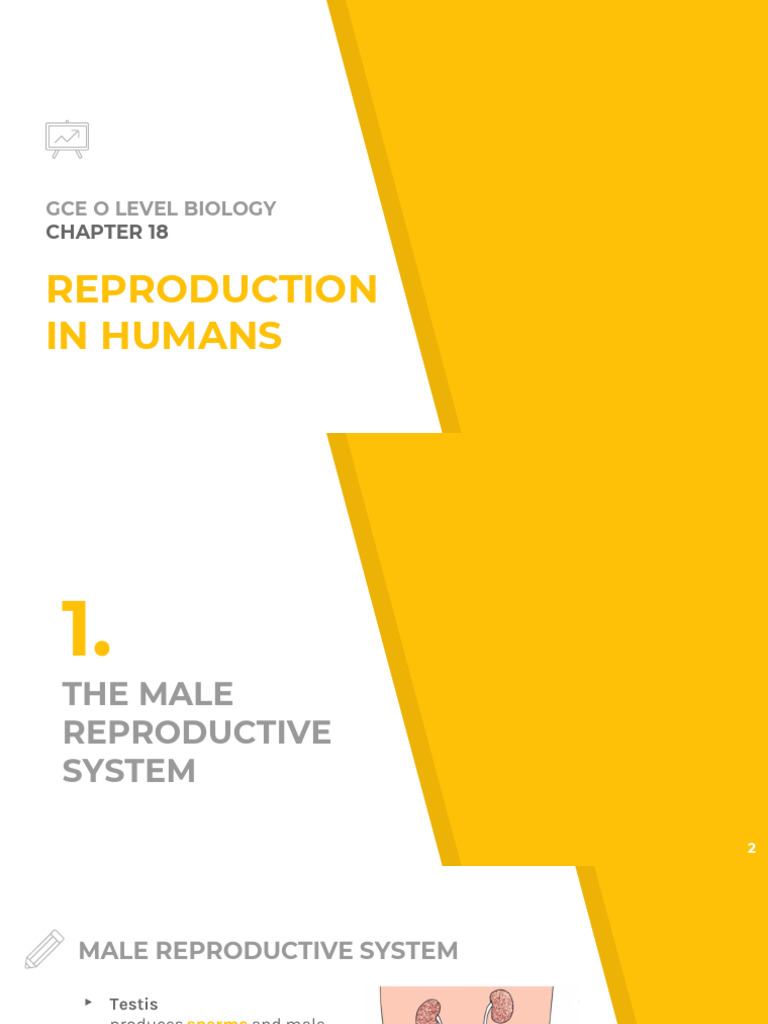 O Level Biology 18 Reproduction in Humans | PDF