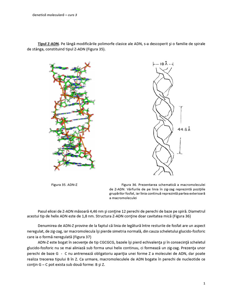 Curs 3-Genetica Mol. | PDF