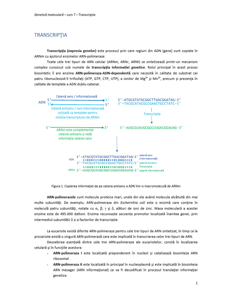 Curs 7 - Transcriptia | PDF