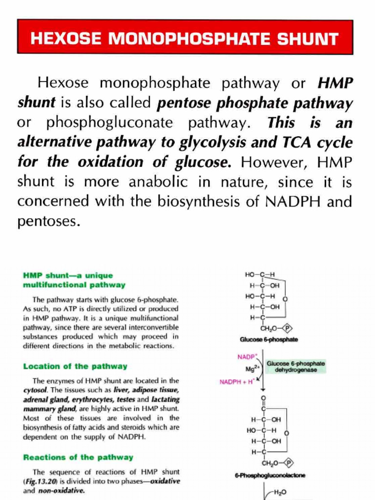 HMP Shunt Pathway | PDF