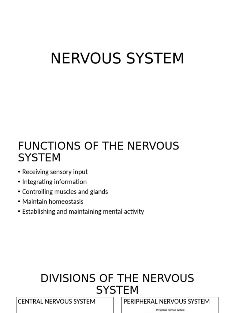Nervous System Part 1 | PDF