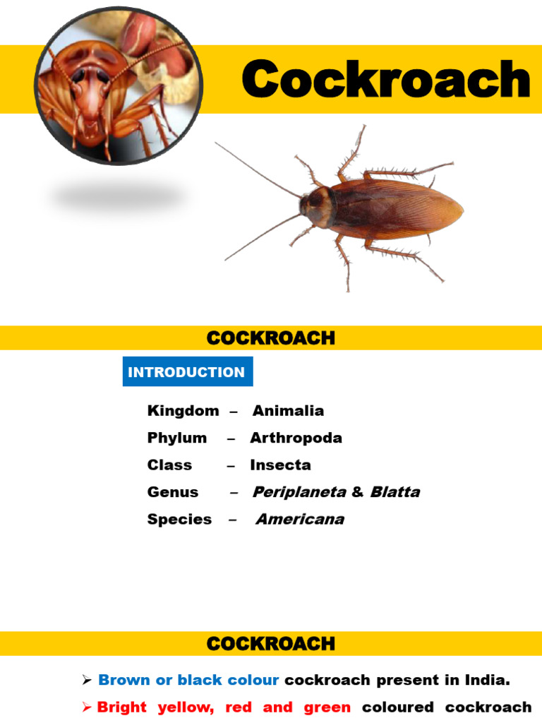 Cockroach 20 | PDF