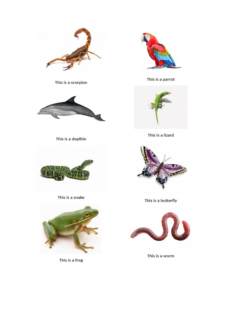Animals Class | PDF