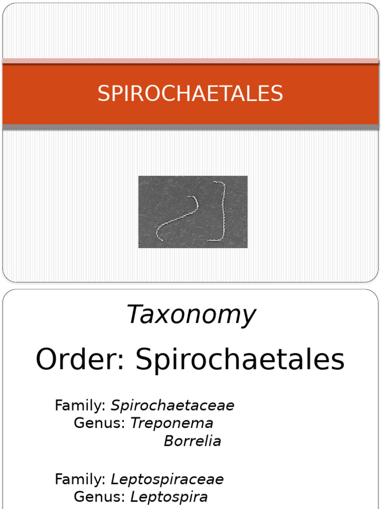 SPIROCHAETES | PDF