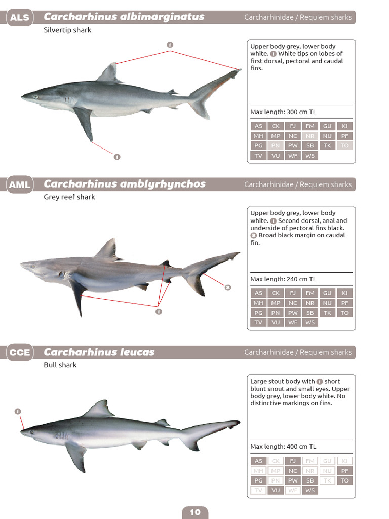 Carcharhinidae, Sphyrnidae | PDF