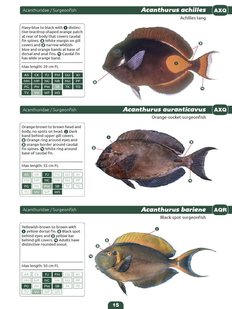 Acanthuridae | PDF