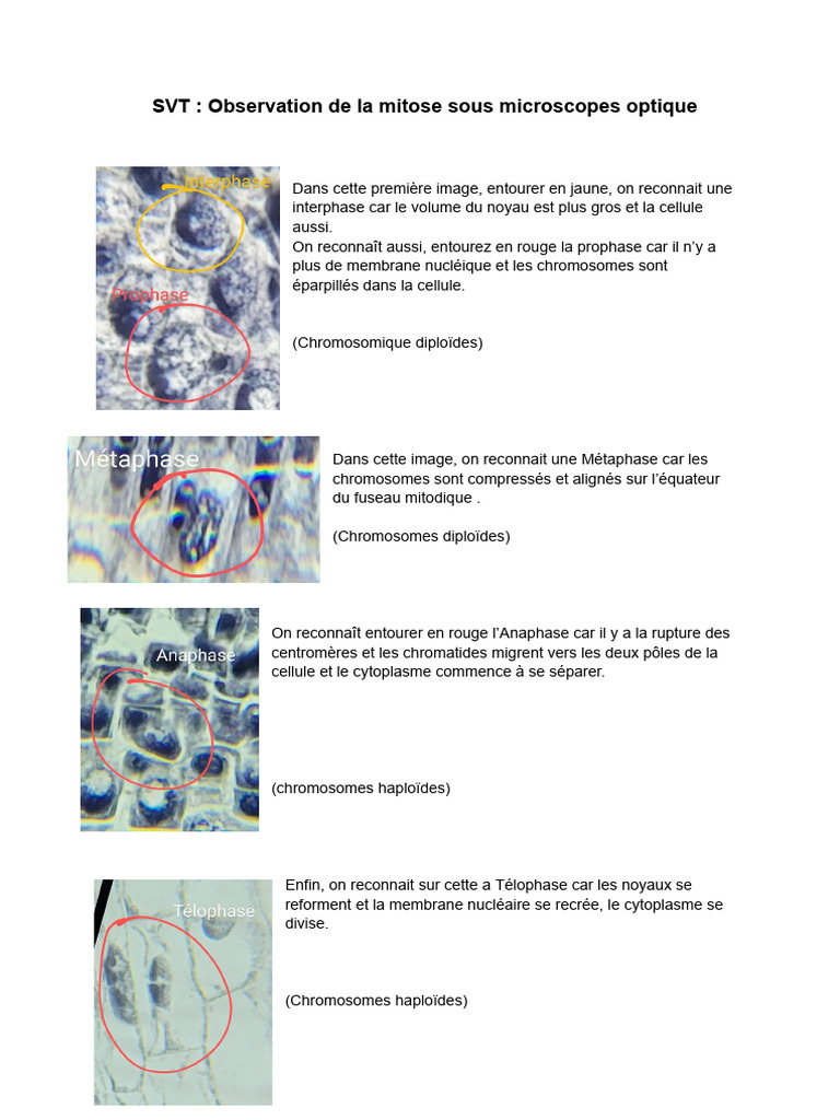TP - Observation de La Mitose Sous Microscopes Optique | PDF