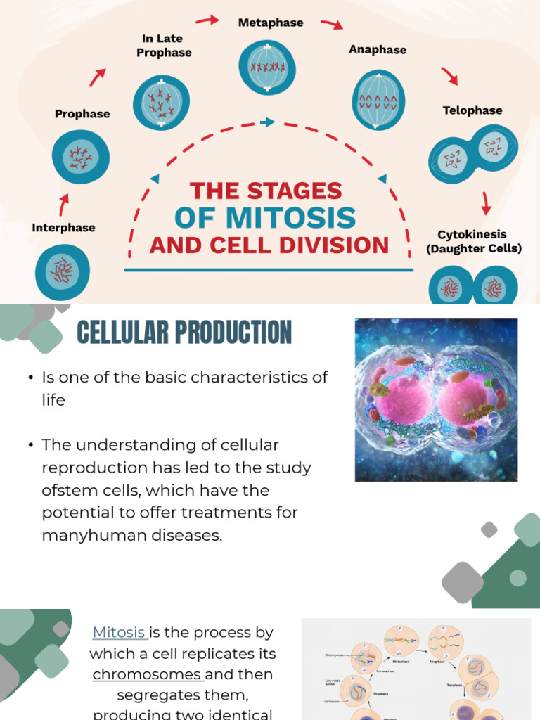 Lesson 3 Mitosis | PDF