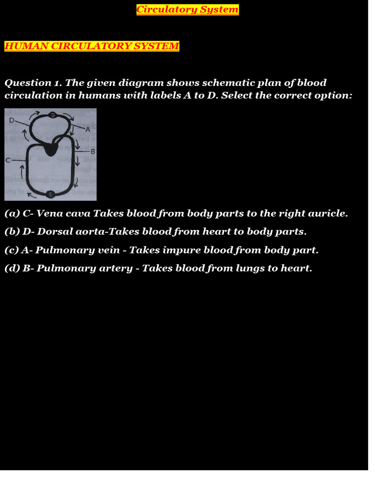 Circulatory and Excretory System by JD Lol | PDF | Kidney | Heart