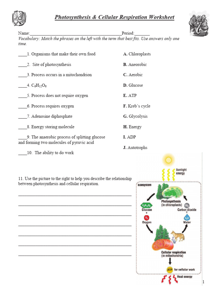 Photosynthesis and Cellular Respiration Worksheet | PDF