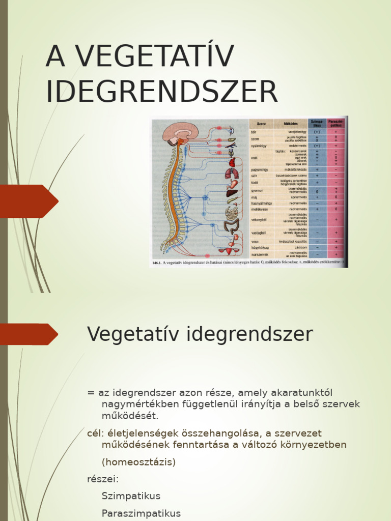Vegetatív Idegrendszer | PDF