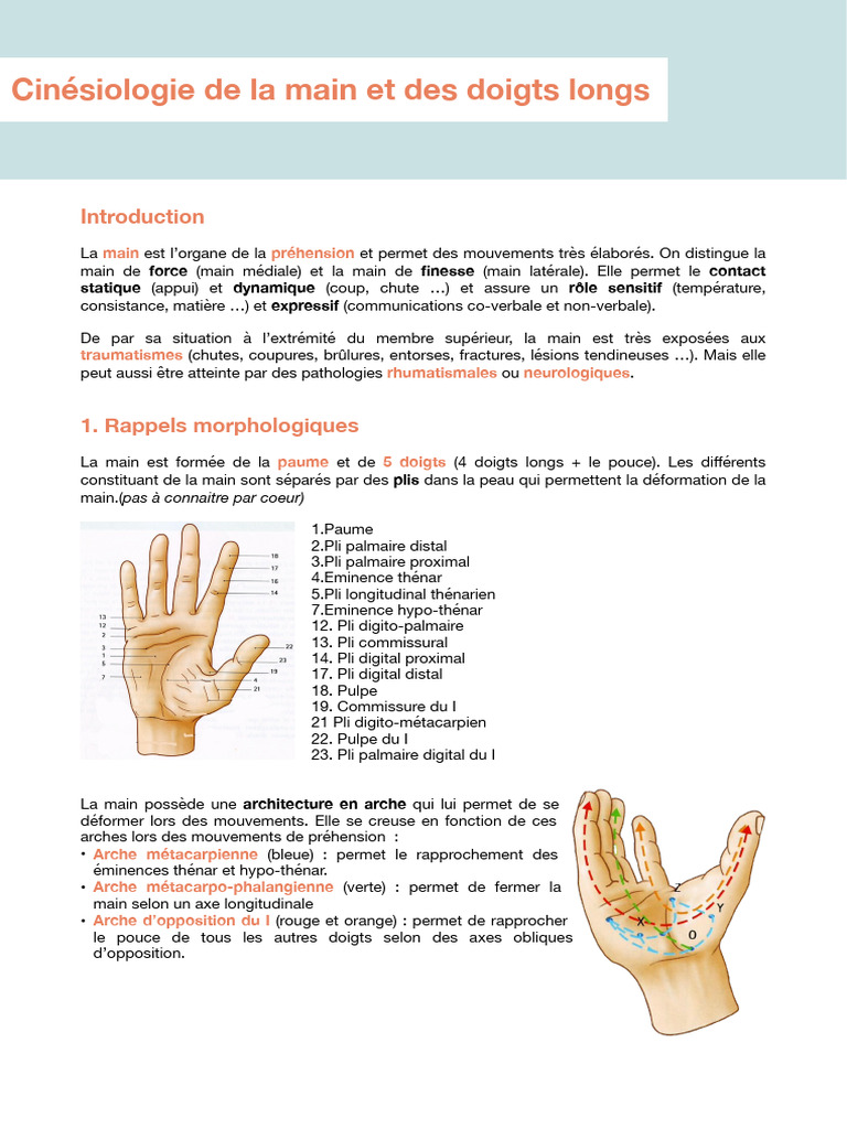 La Main Et Les Doigts Longs | PDF
