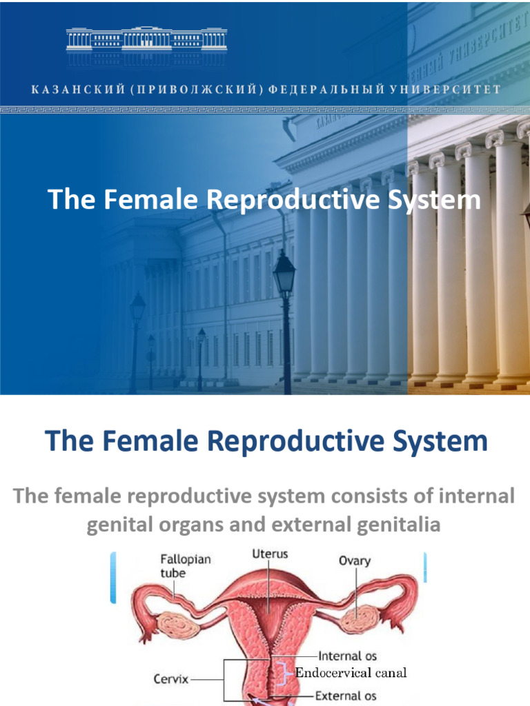 The - Female.reproductive - System. (Additional Material) ) | PDF