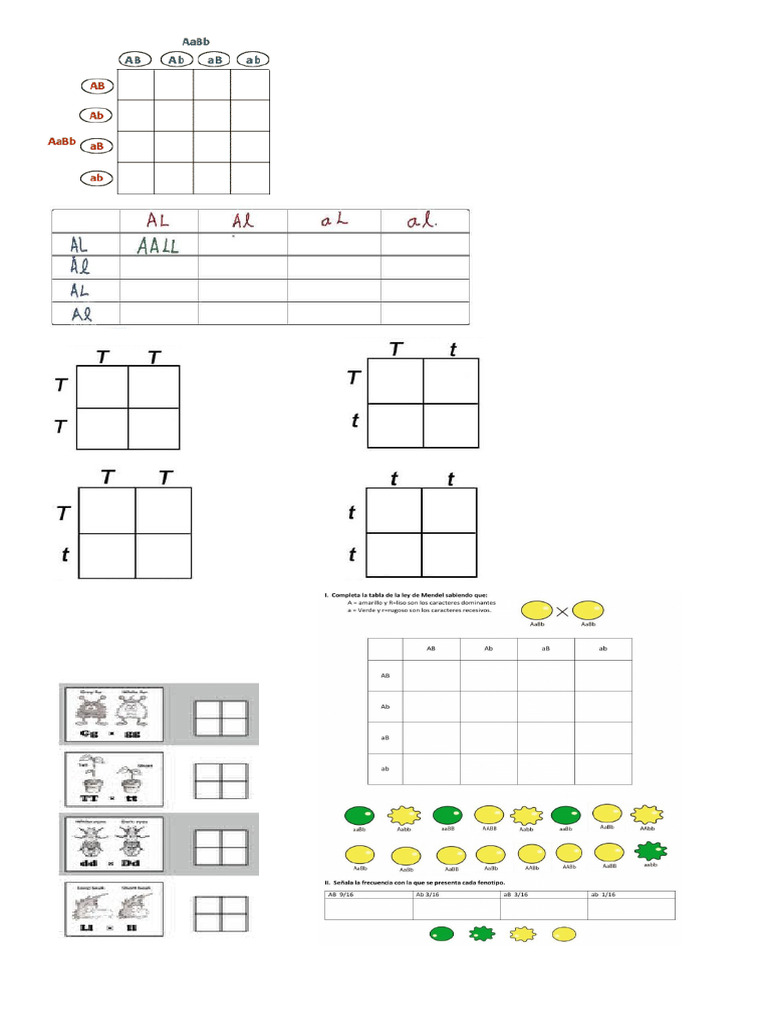 Cuadros de Punnet | PDF