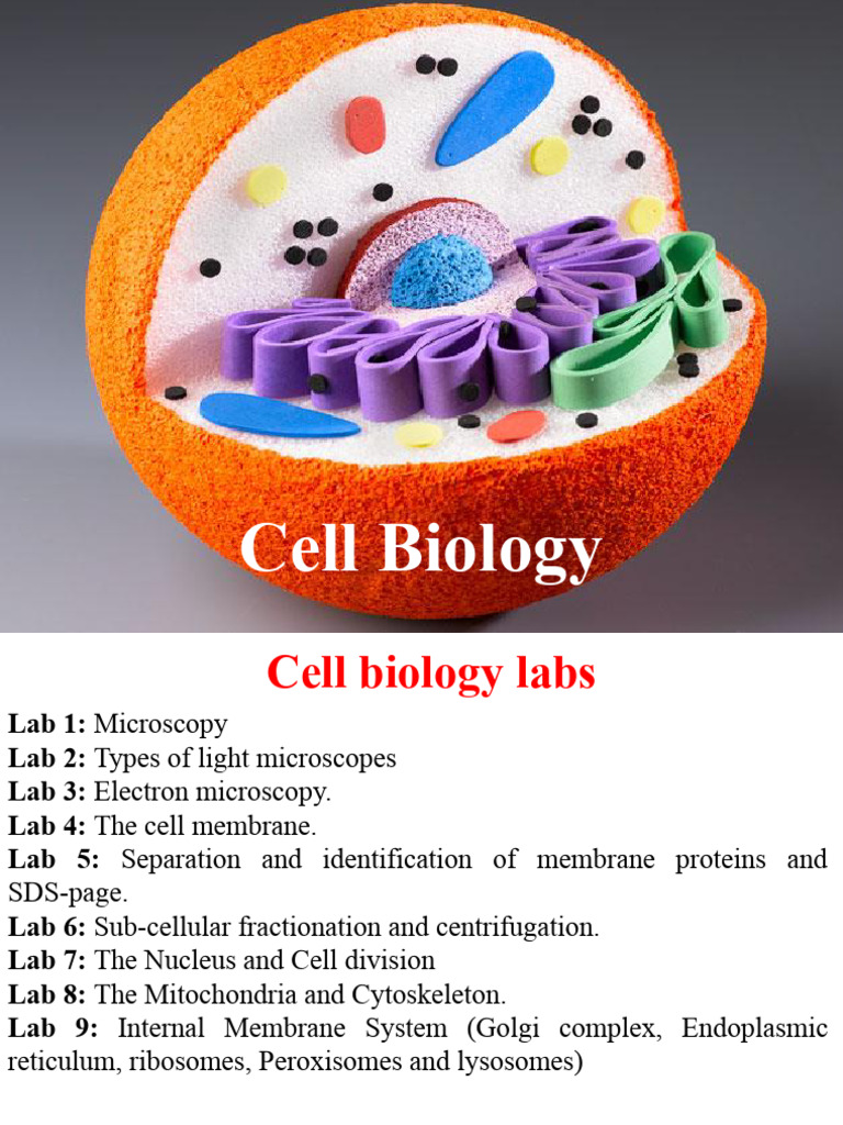Cell Biology Lab 1 - 2021 | PDF | Angular Resolution | Teaching Methods & Materials