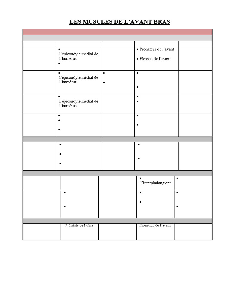 10 Les Muscles de L - Avant Bras | PDF