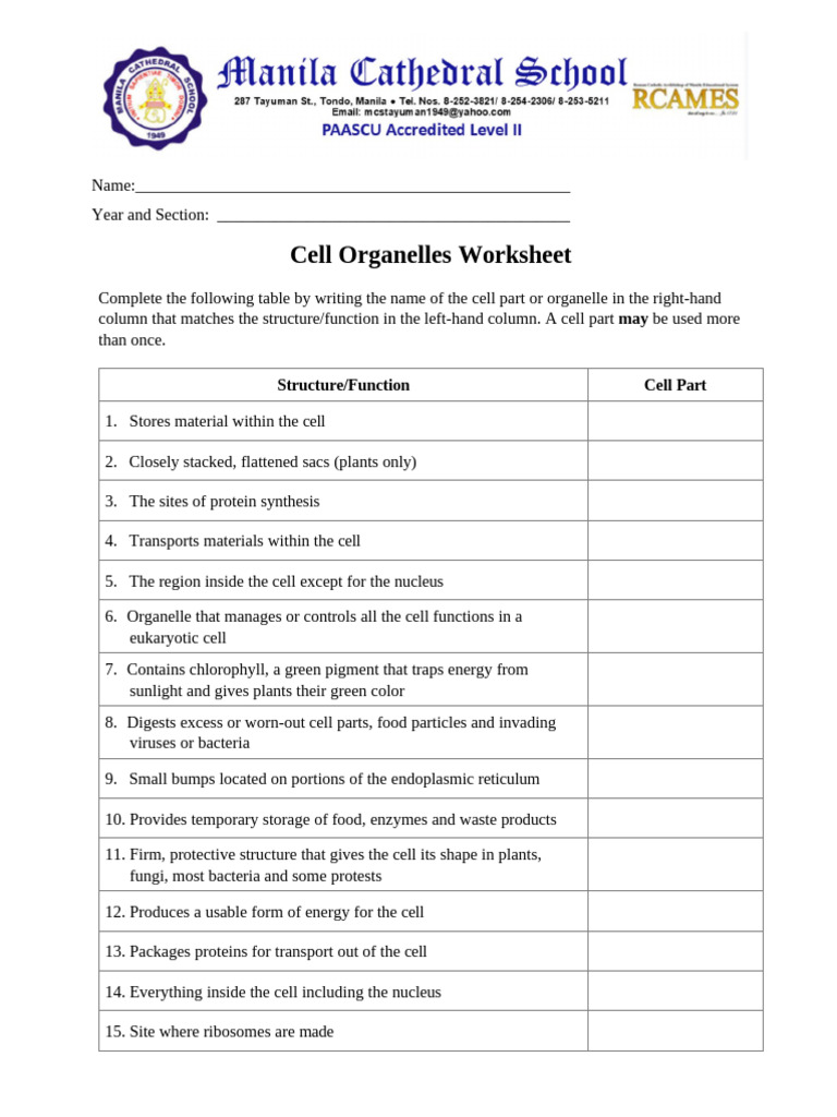 Cell Organelles Worksheet | PDF