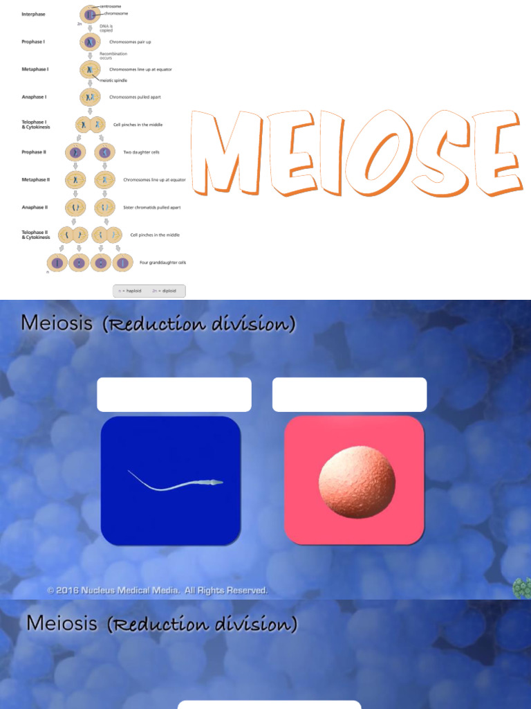 Meiose Pdf