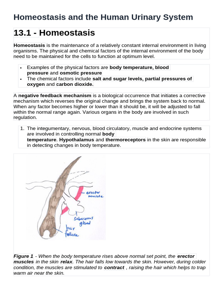 f4 Homeostasis and the Human Urinary System Chap 13 | PDF