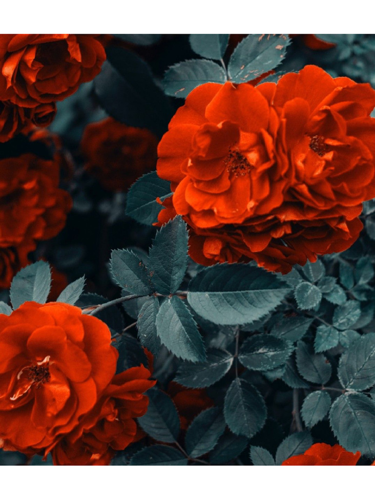 PDFReader_20241016_2049 | PDF