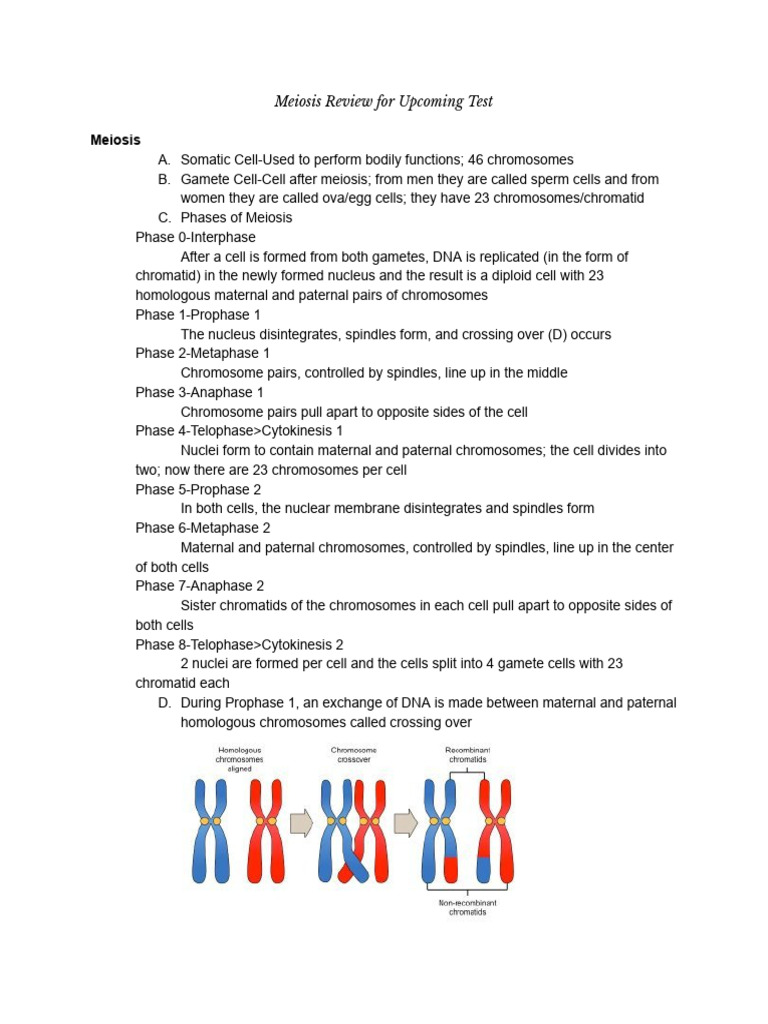 Meiosis Review Sheet | PDF
