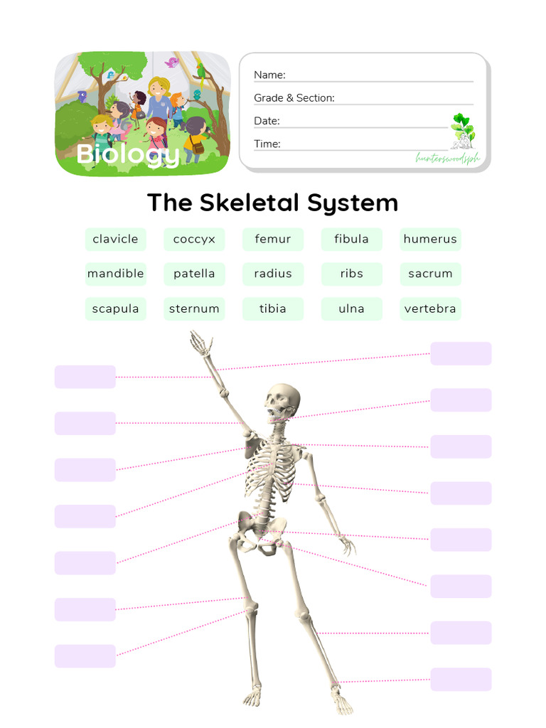 HuntersWoodsPH Know Your Bones Skeletal System Diagram Labeling ...