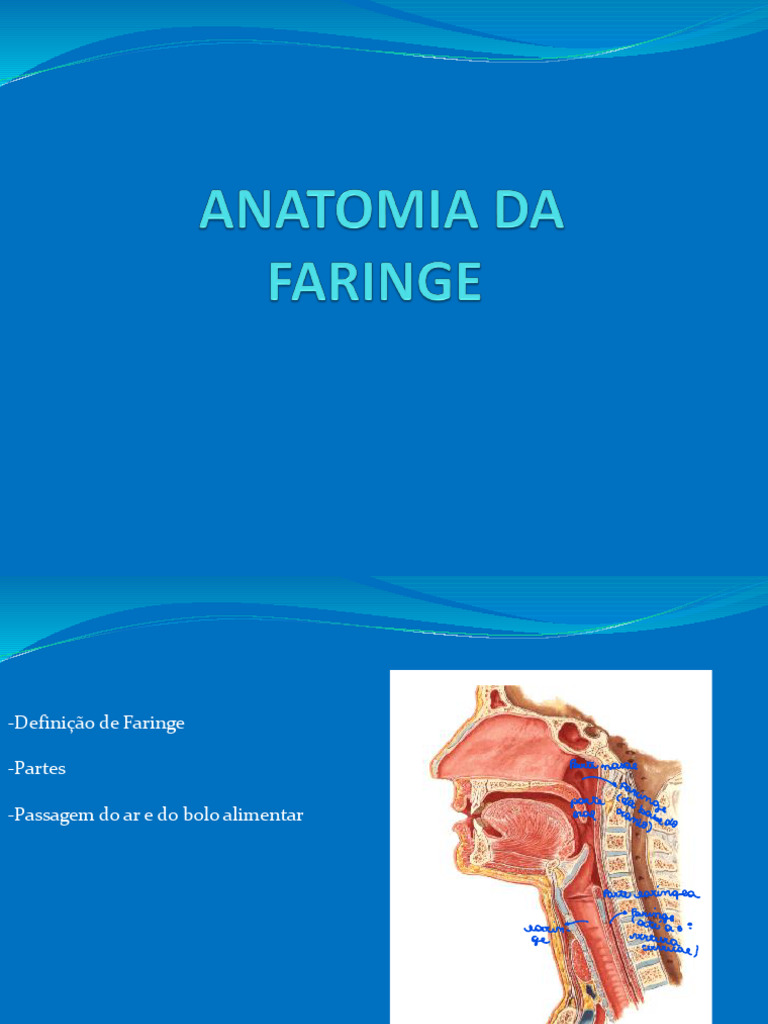 Anatomia Da Faringe 2023.1 | PDF
