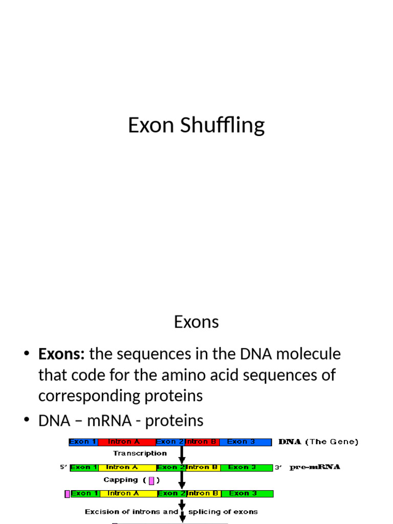 5-Exon Shuffling | PDF