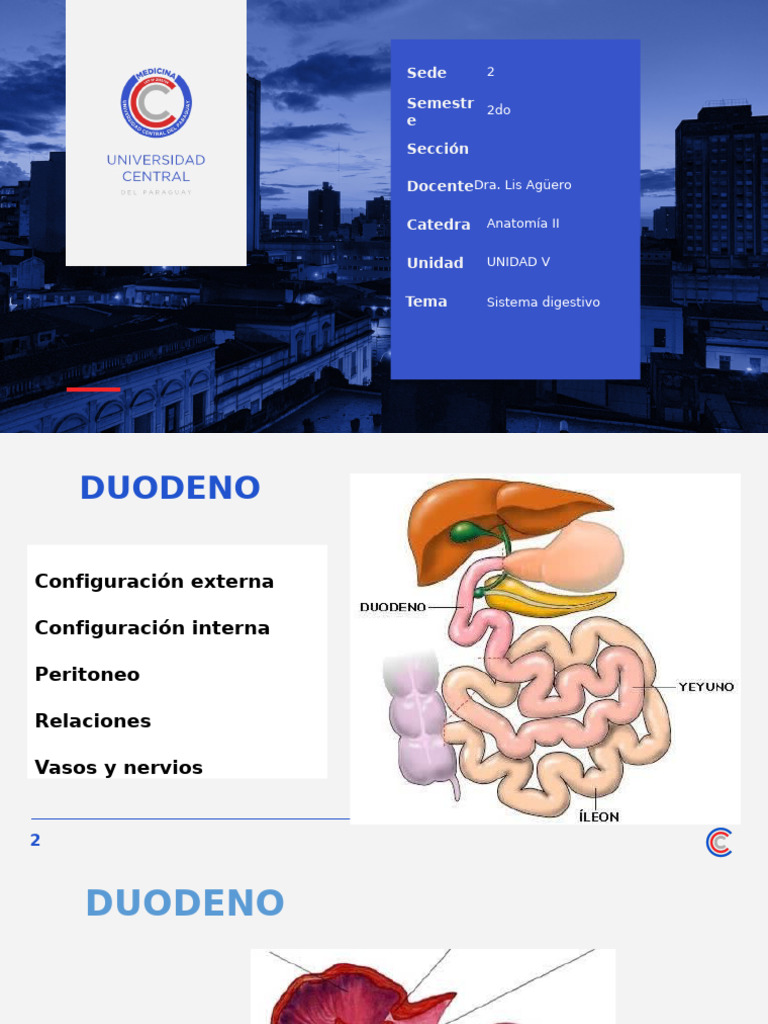 4.duodeno, Pancreas | PDF