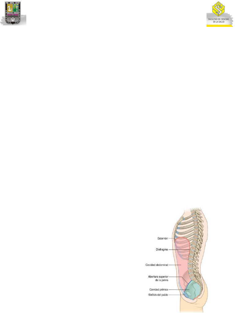 Topograf-A Abdominal | PDF