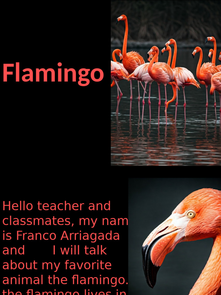 Flamingo | PDF