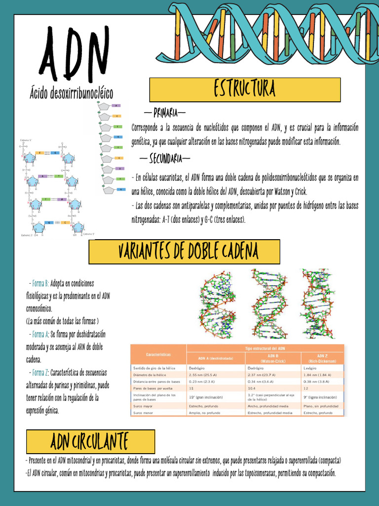 ADN Estructuras y Tipos | PDF