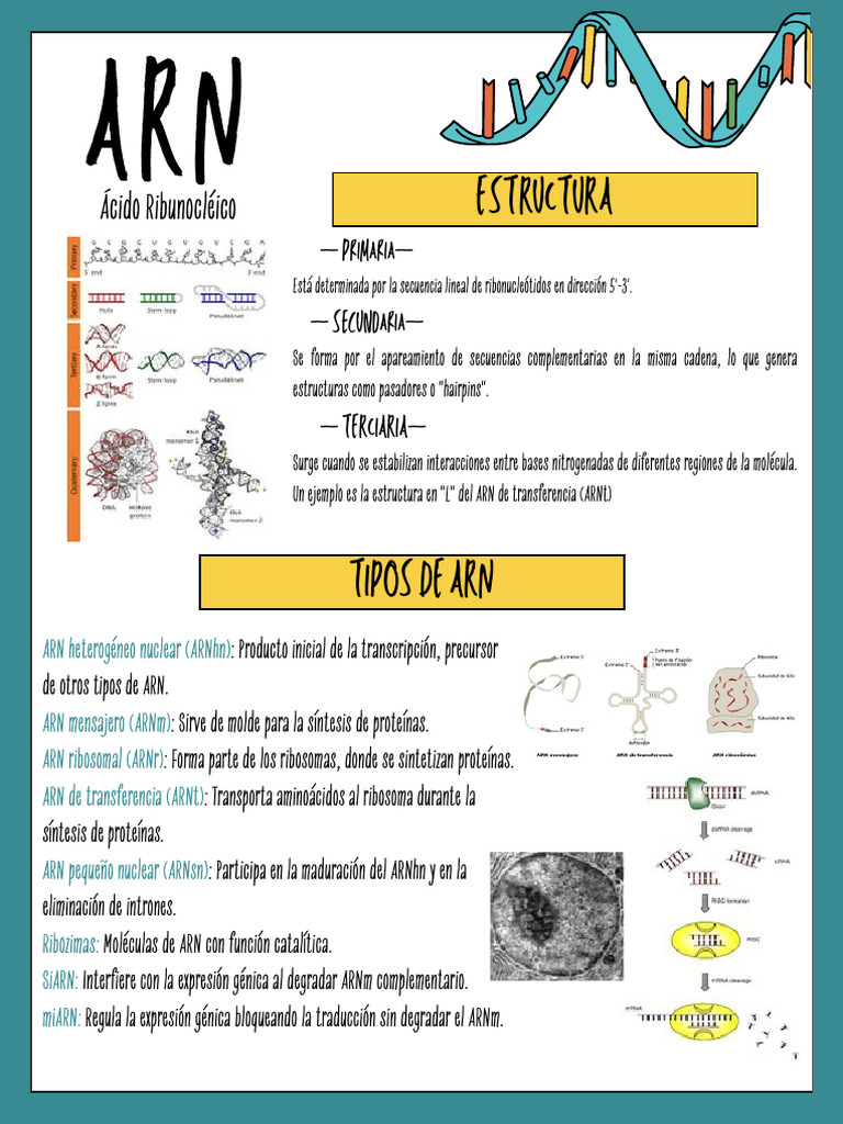 ARN Estructuras y Tipos | PDF