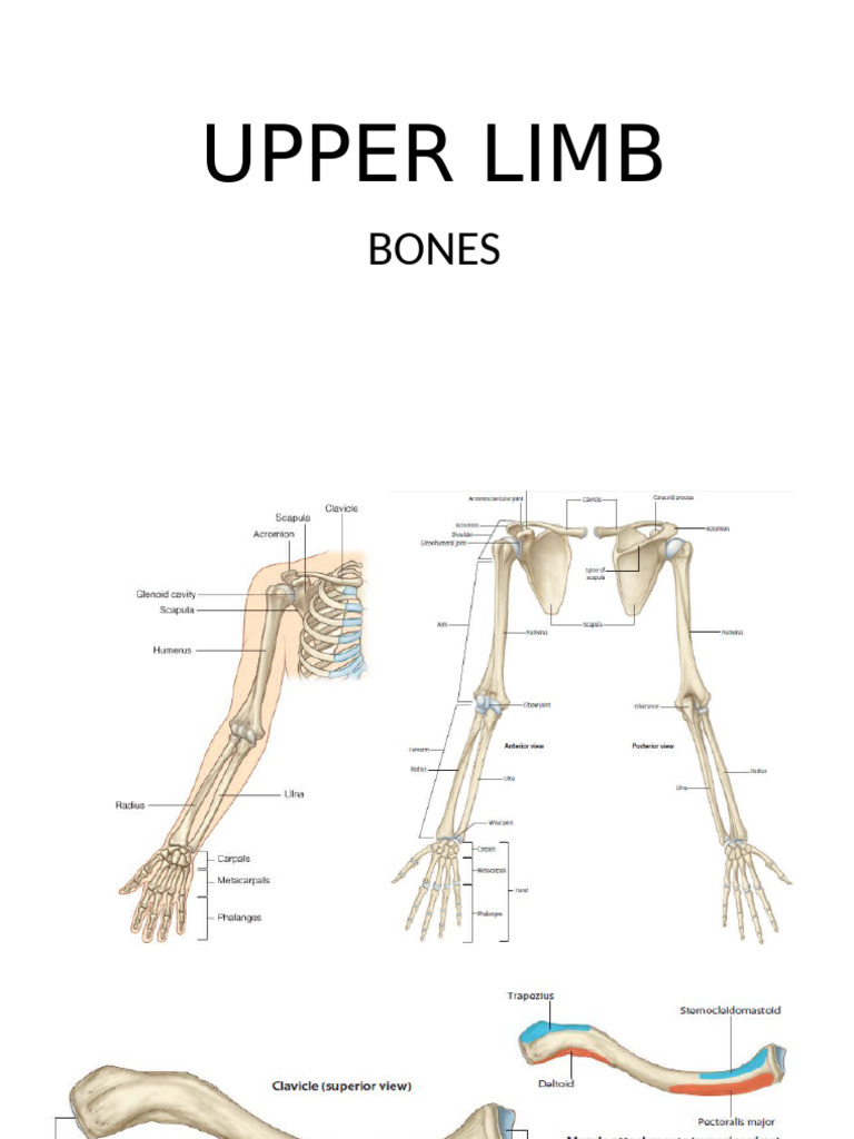 Upper Limb | PDF