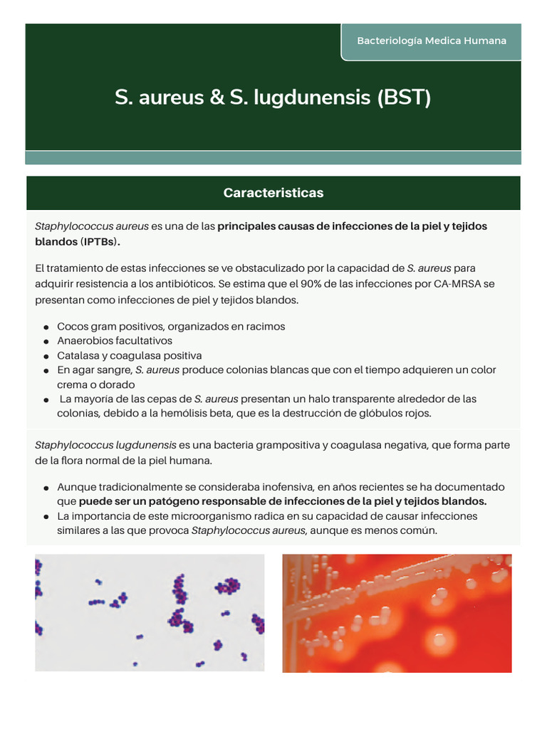 Tema #17 - S. aureus & S. lugdunensis (BST) | PDF