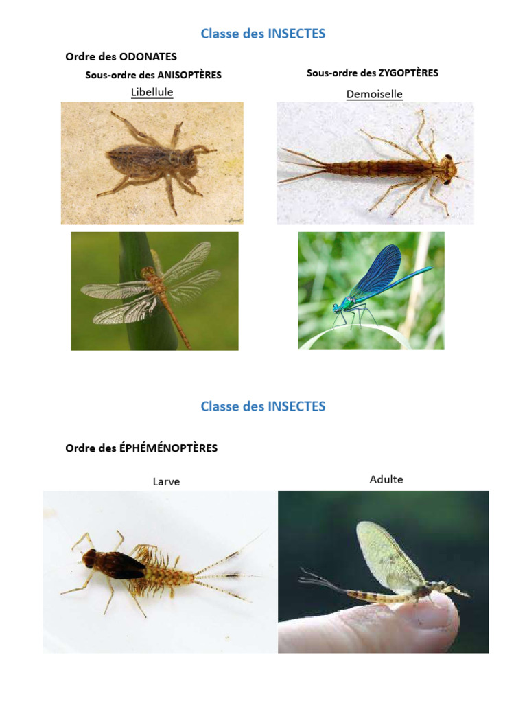 Fiches Espèces Animales Aquatiques | PDF