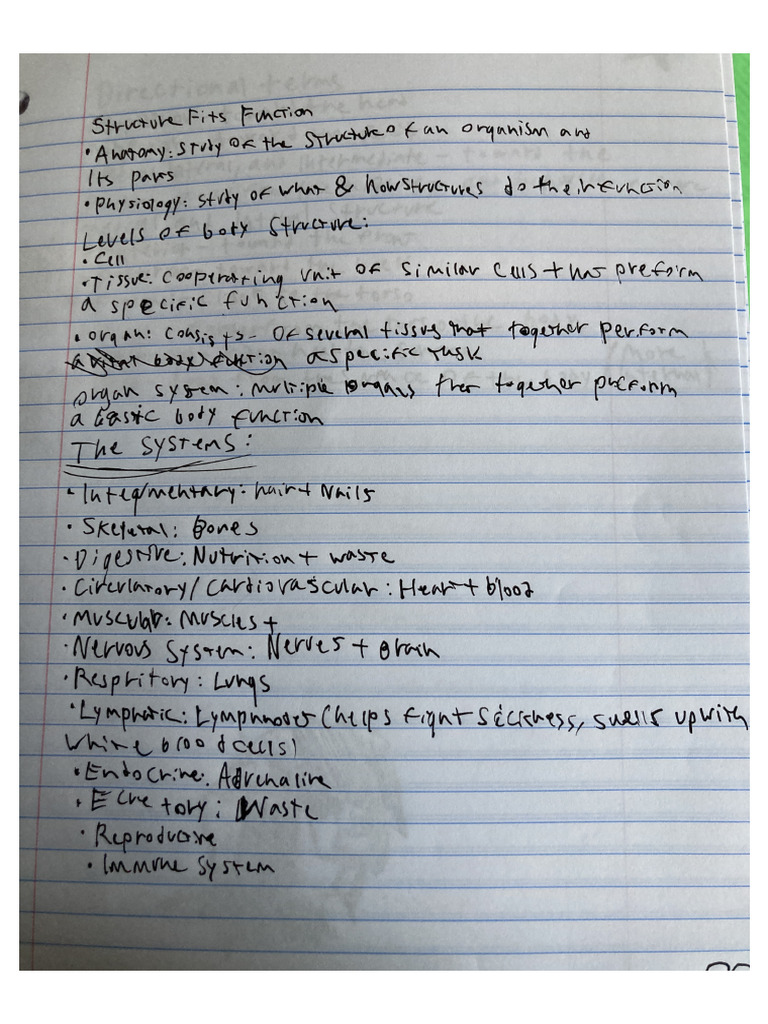 Anatomy Body Systems Notes | PDF