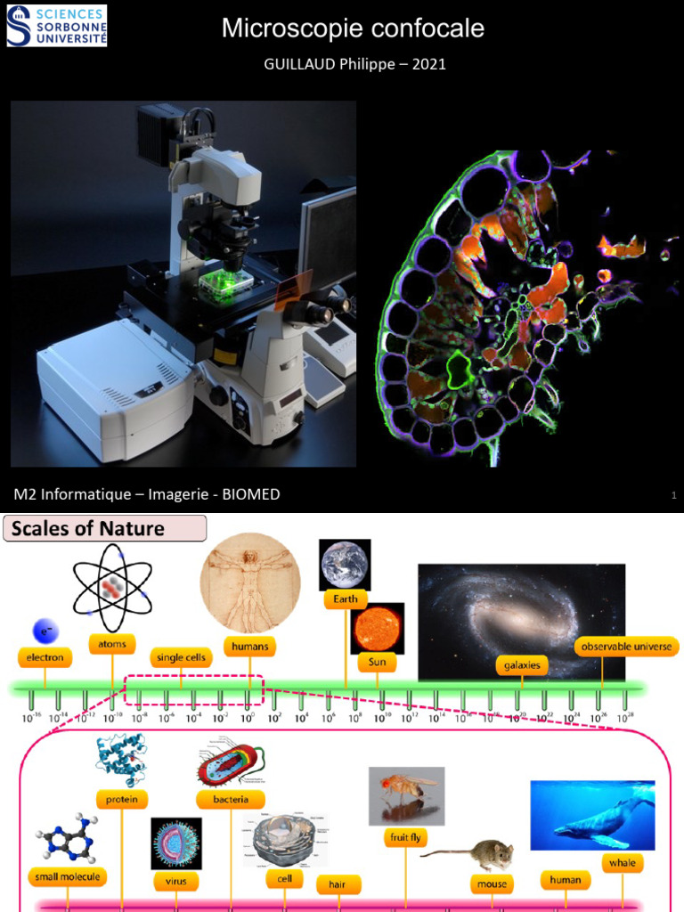 Microscopie Confocale - GP - 2021 | PDF