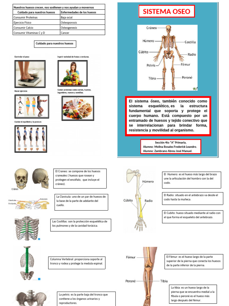 Sistema Oseo | PDF