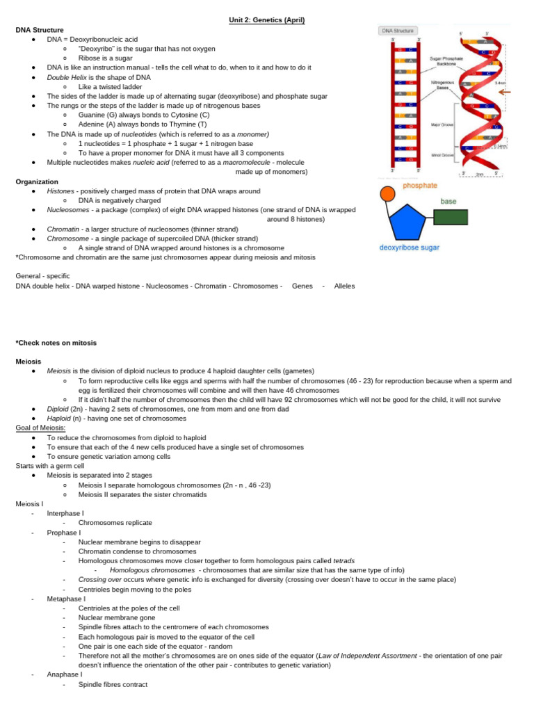 Unit 2 - Genetics | PDF