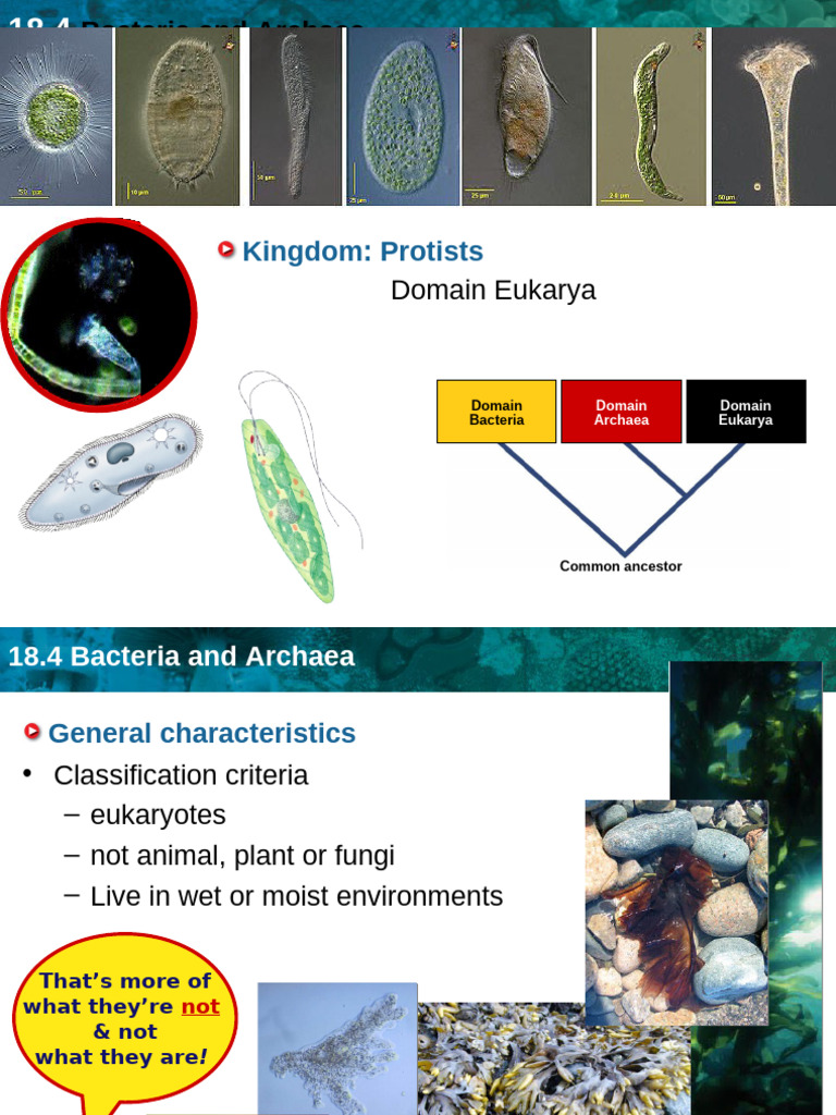 Protists Notes 2019 | PDF | Plankton | Eukaryotes