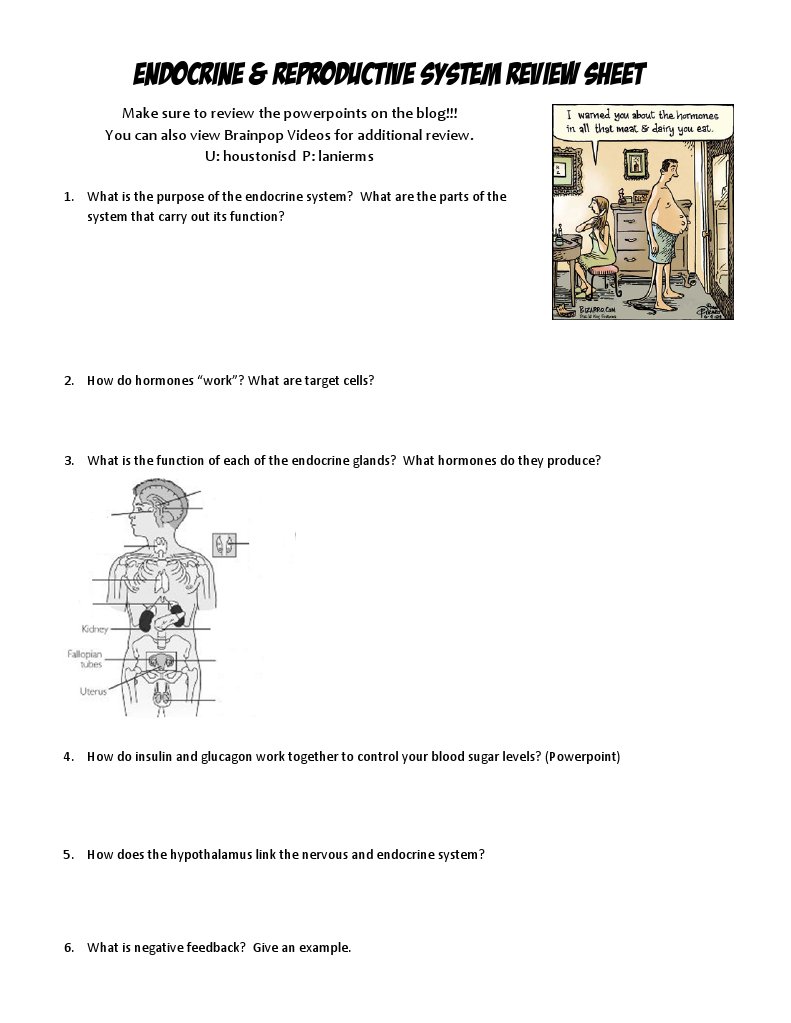 Endocrine Reproductive Review Sheet | PDF